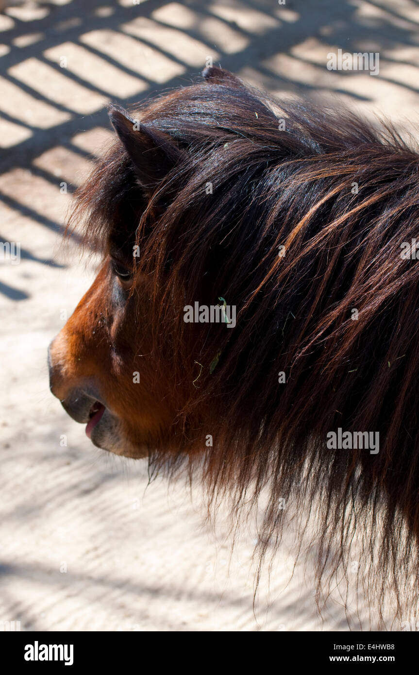 Picture of a nice poney. Brown hair Stock Photo - Alamy