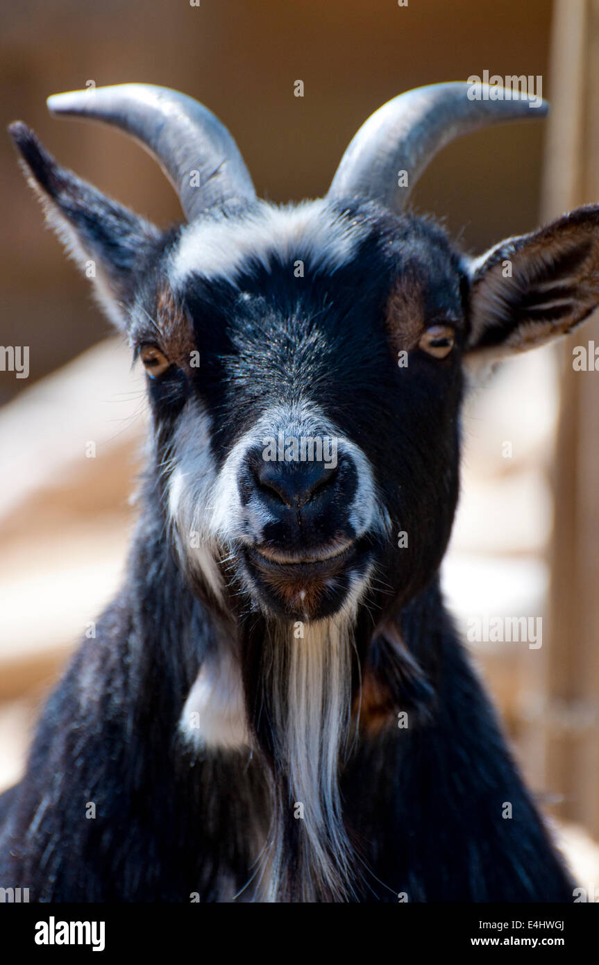 Picture of a goat with great horns Stock Photo - Alamy