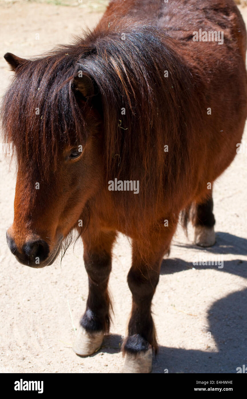 Picture of a nice poney. Brown hair Stock Photo - Alamy