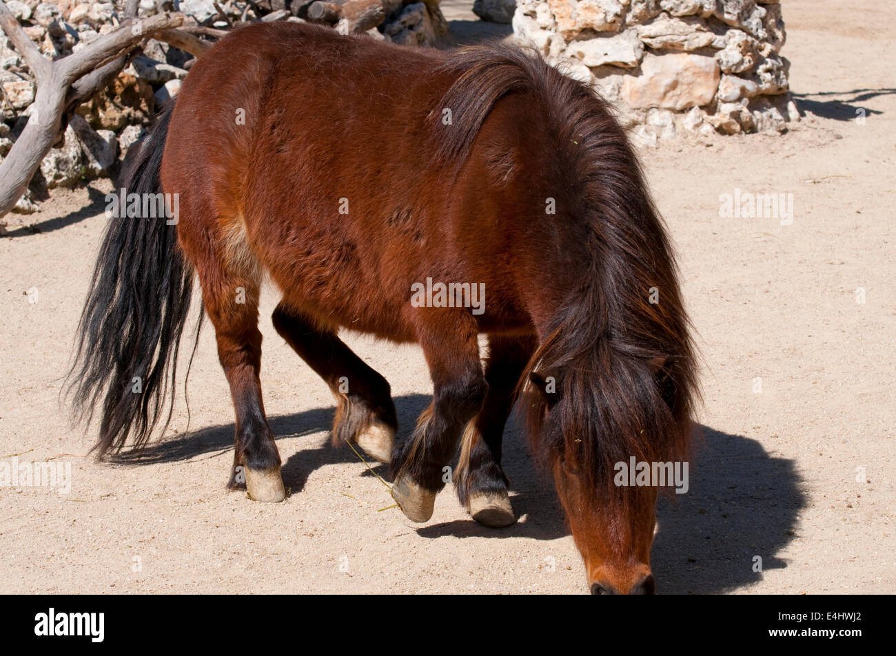 Picture of a nice poney. Brown hair Stock Photo - Alamy