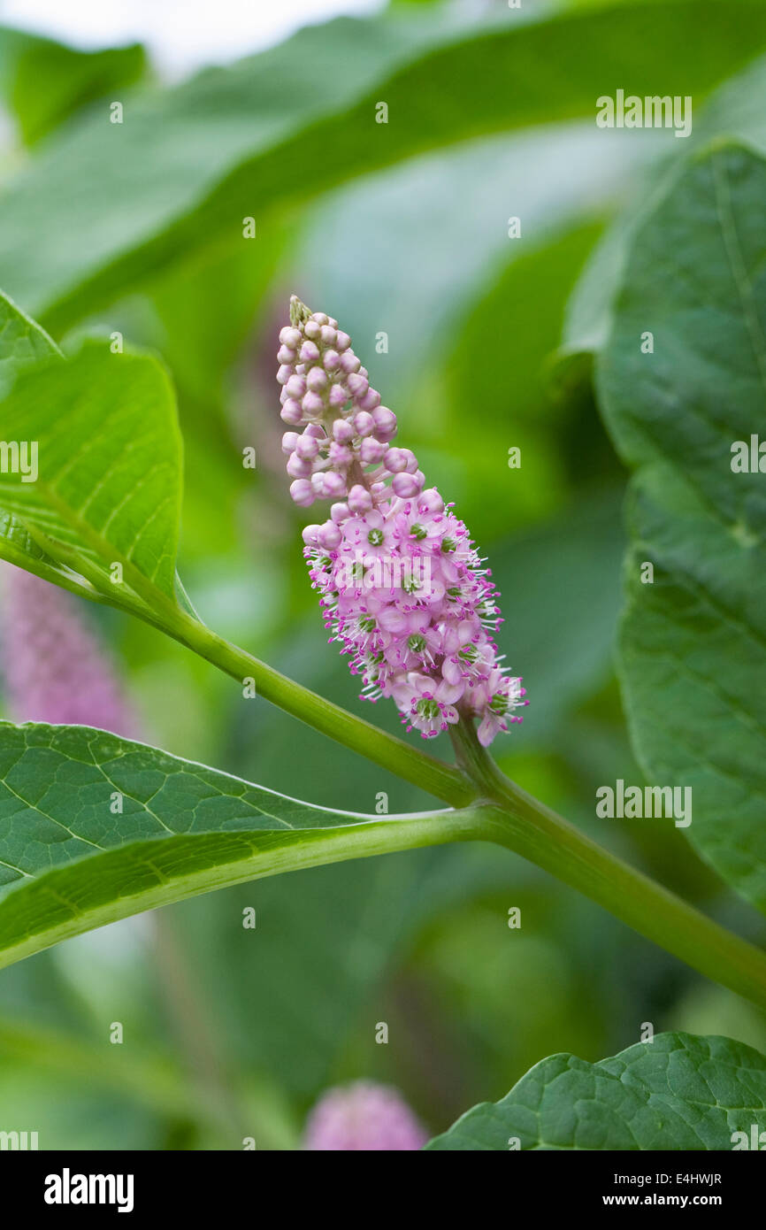 Phytolacca. Pokeweed flower Stock Photo - Alamy