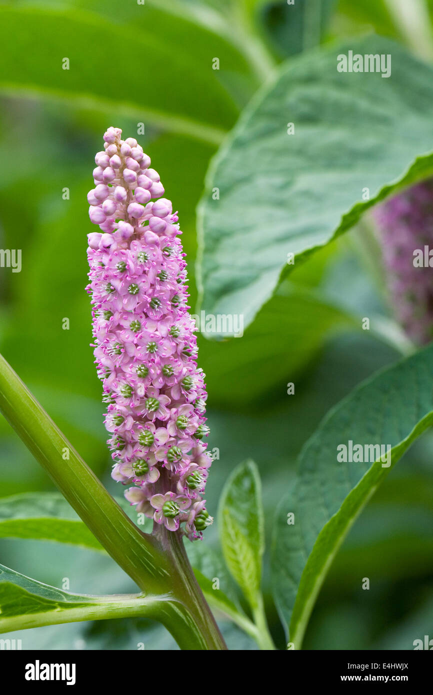 Pokeweed Flower High Resolution Stock Photography and Images - Alamy