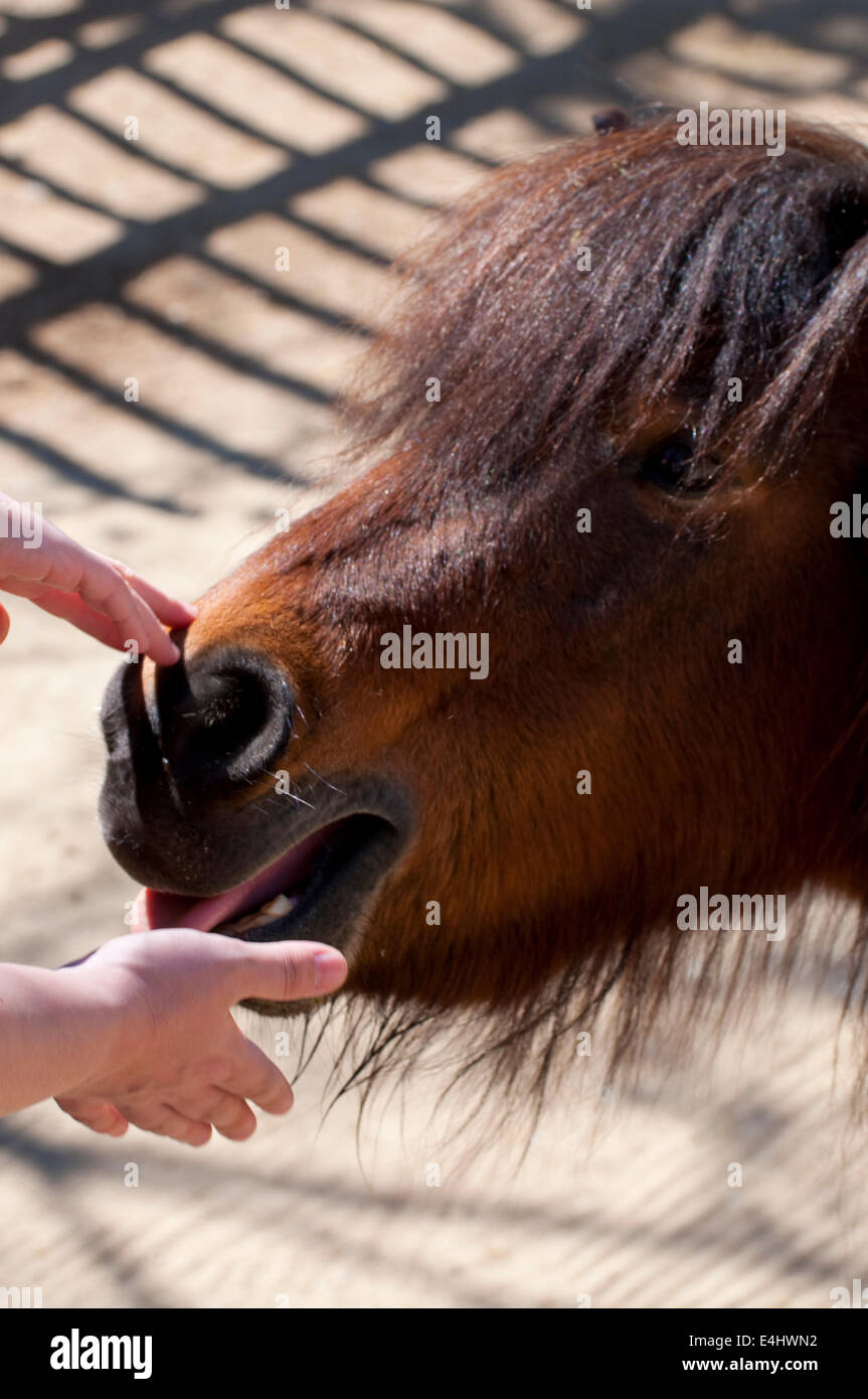 Picture of a nice poney. Brown hair Stock Photo - Alamy