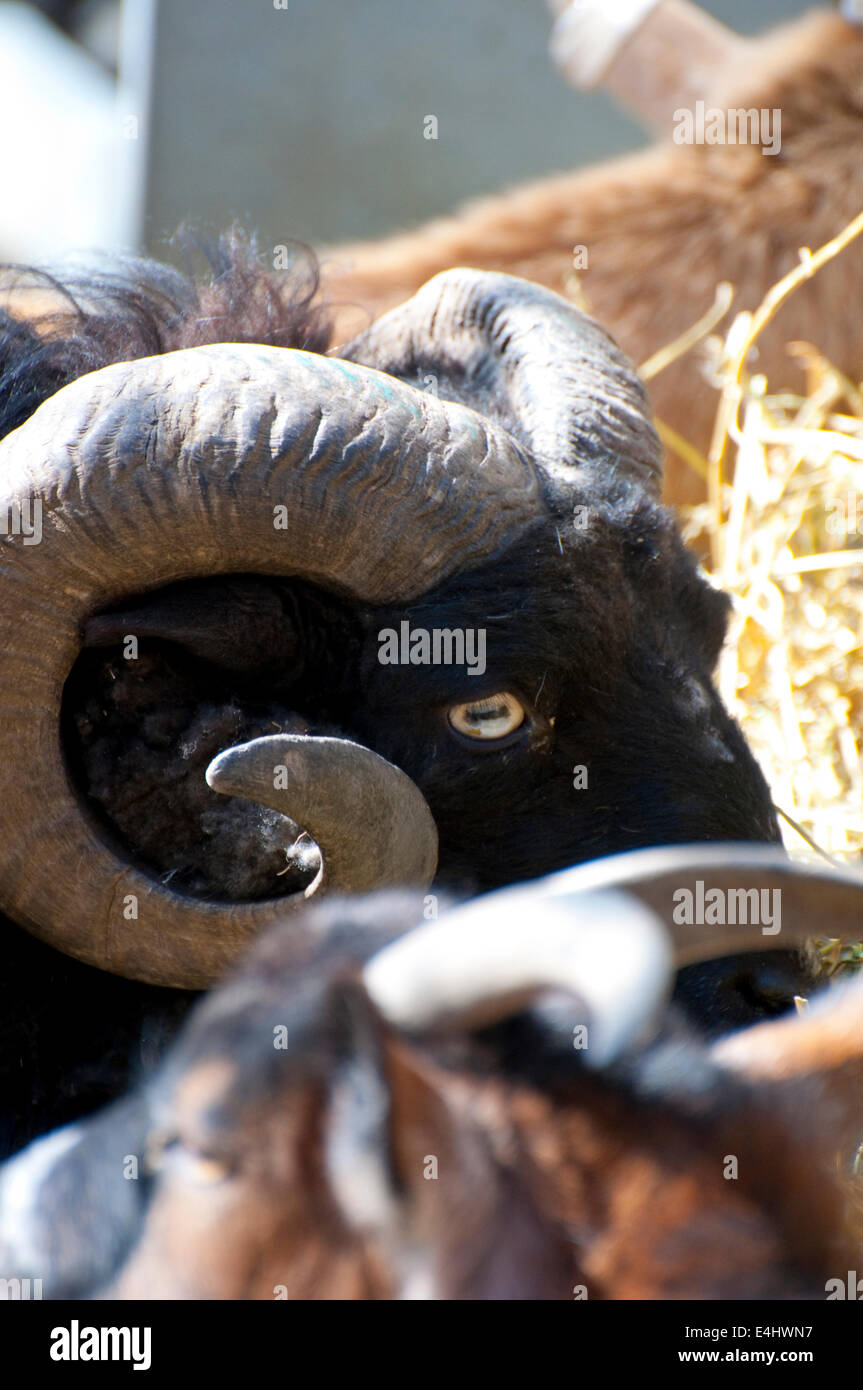Picture of a goat with great horns Stock Photo - Alamy