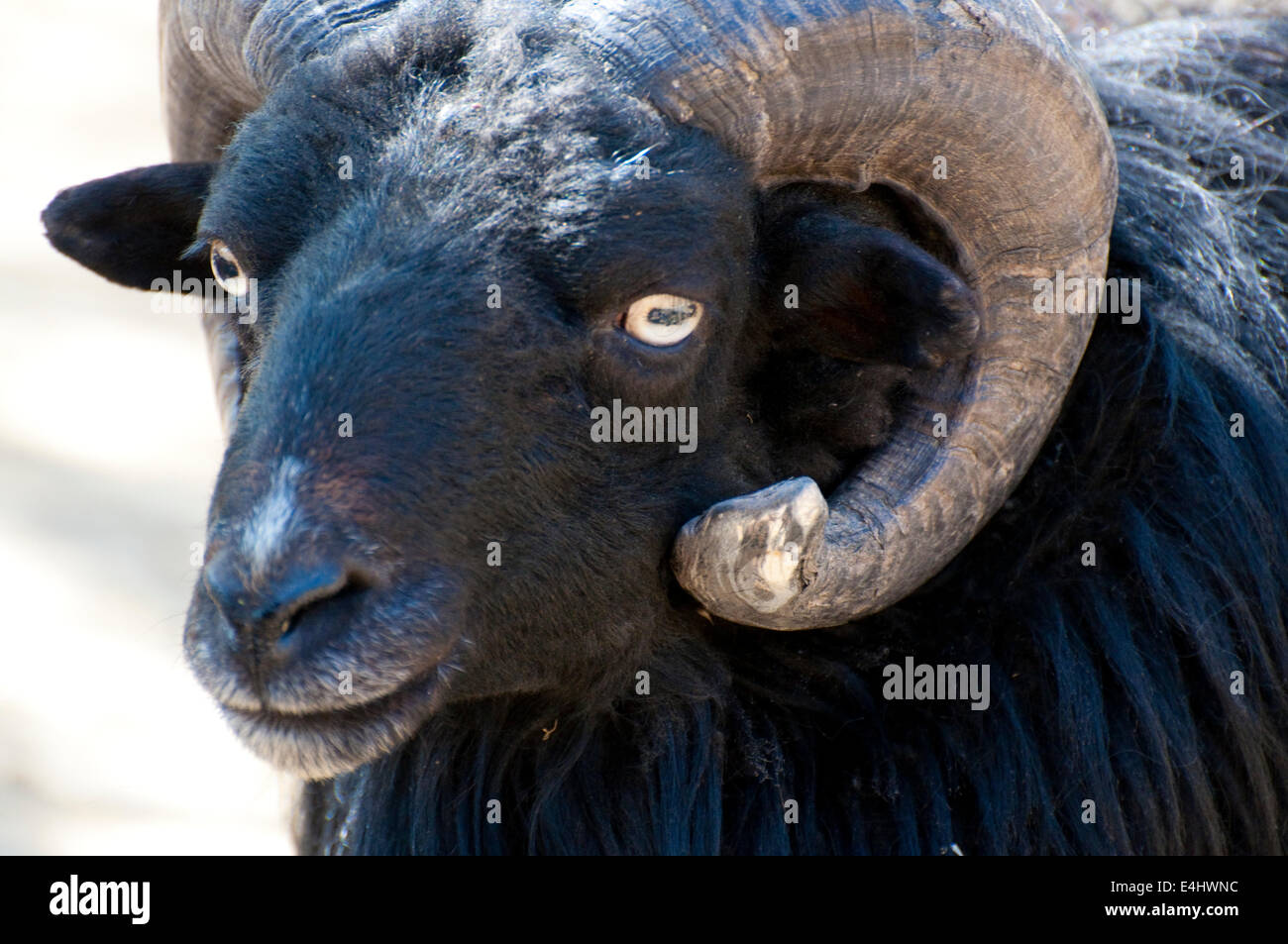 Picture of a goat with great horns Stock Photo - Alamy
