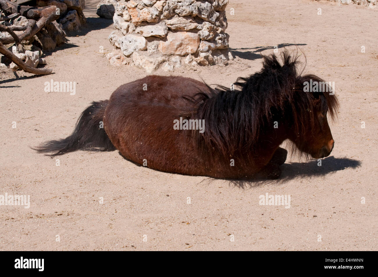 Shetland poney hi-res stock photography and images - Alamy