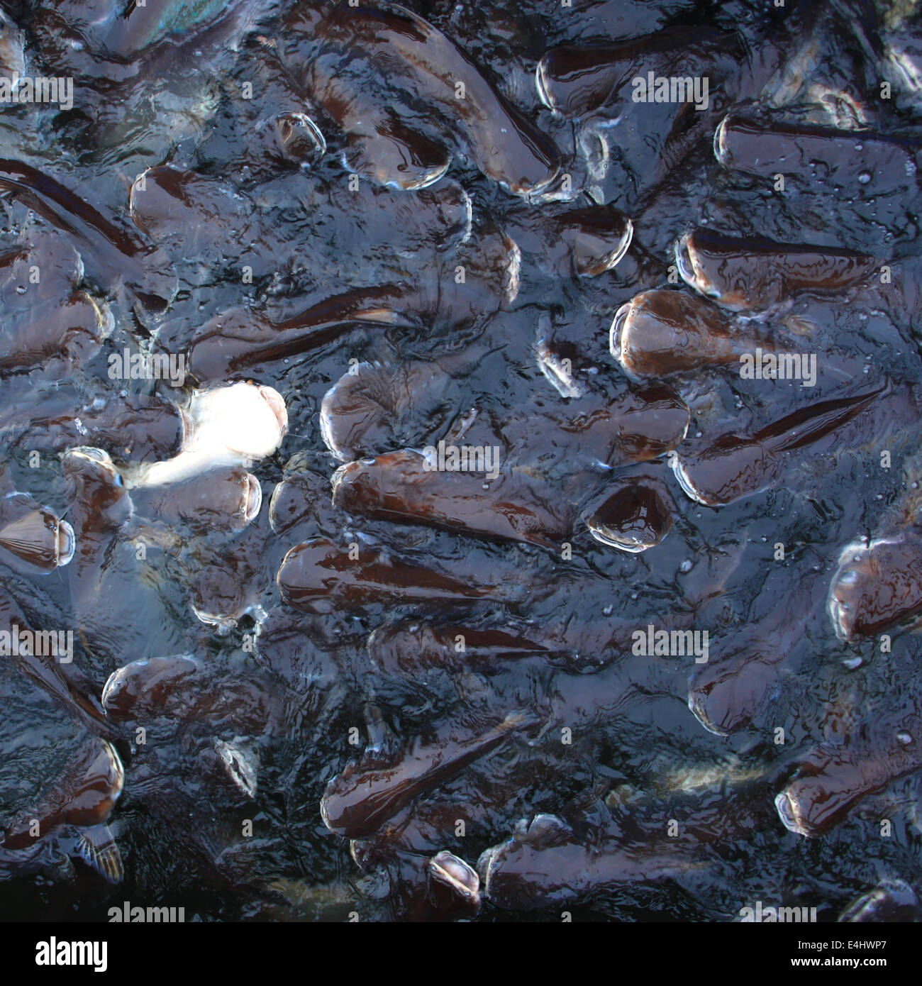 Catfish feeding fish pond hi-res stock photography and images - Alamy