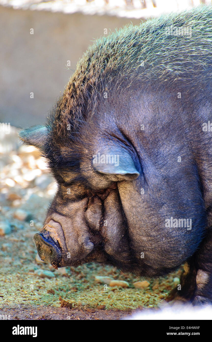 Vietnamese Pig in a Spring Day Stock Photo - Alamy