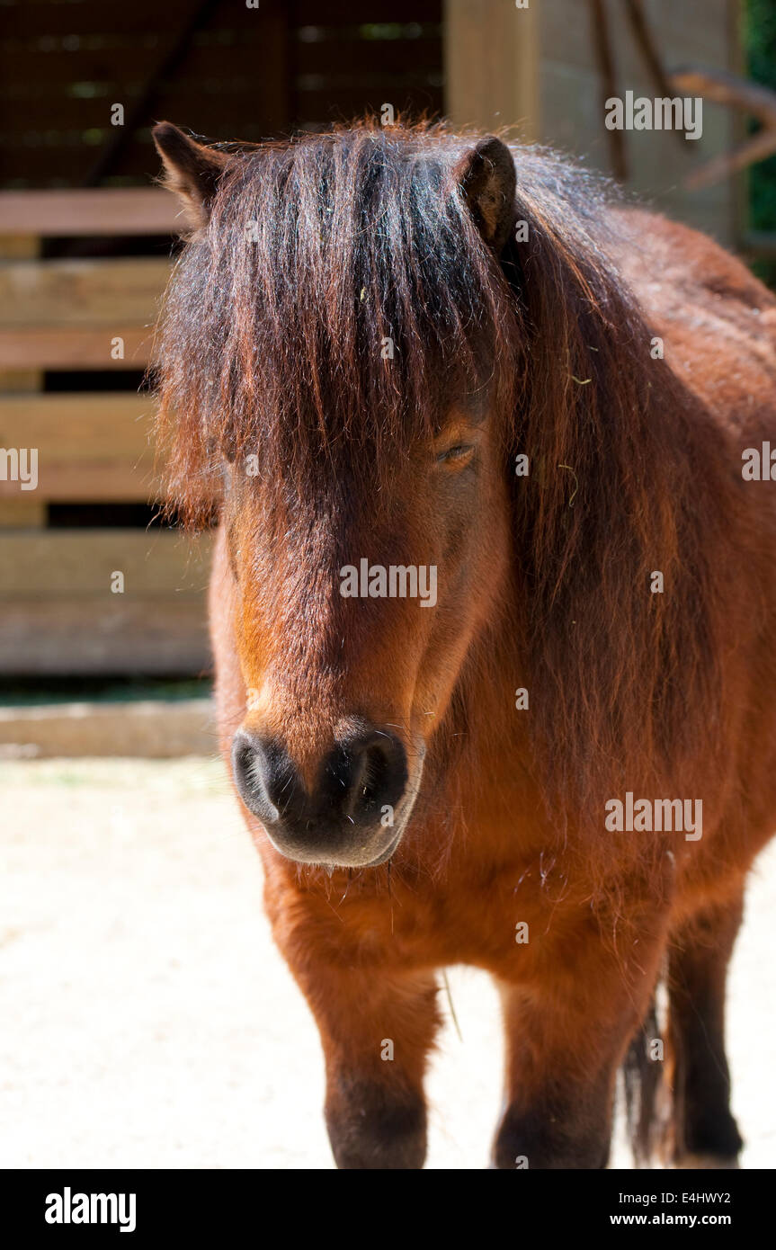 Picture of a nice poney. Brown hair Stock Photo - Alamy