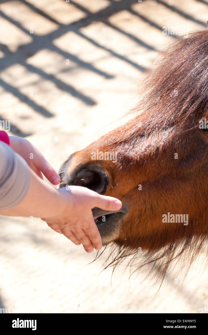 Picture of a nice poney. Brown hair Stock Photo - Alamy