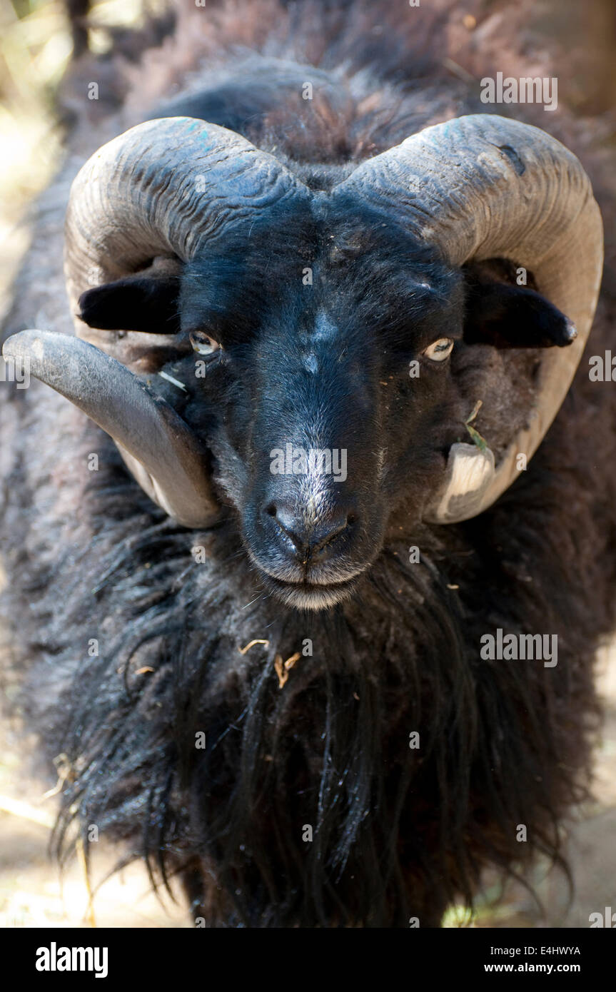 Picture of a goat with great horns Stock Photo - Alamy