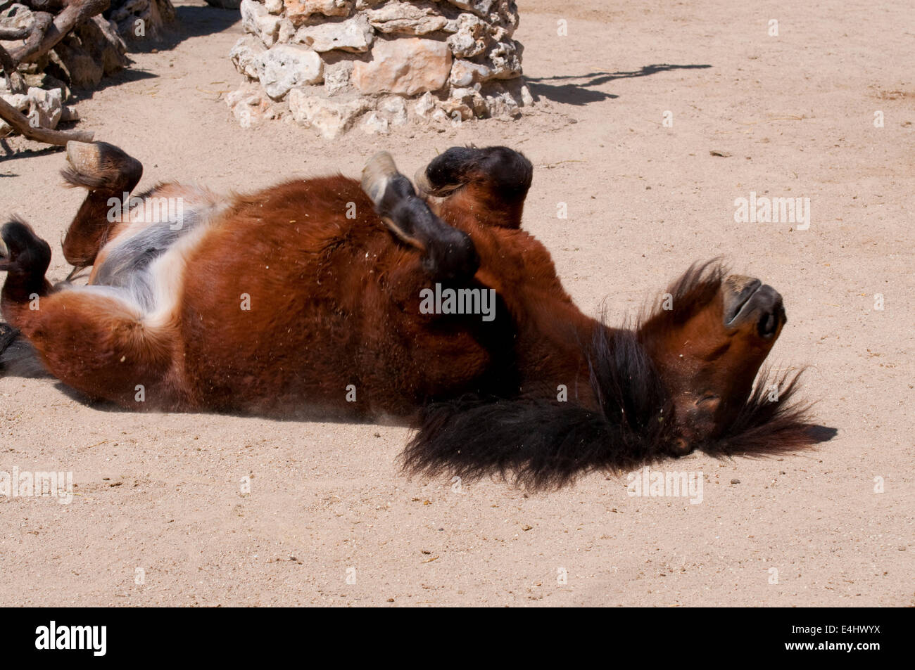 Picture of a nice poney. Brown hair Stock Photo - Alamy