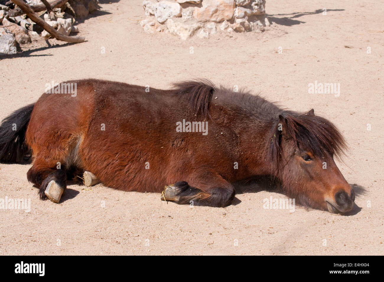 Picture of a nice poney. Brown hair Stock Photo - Alamy