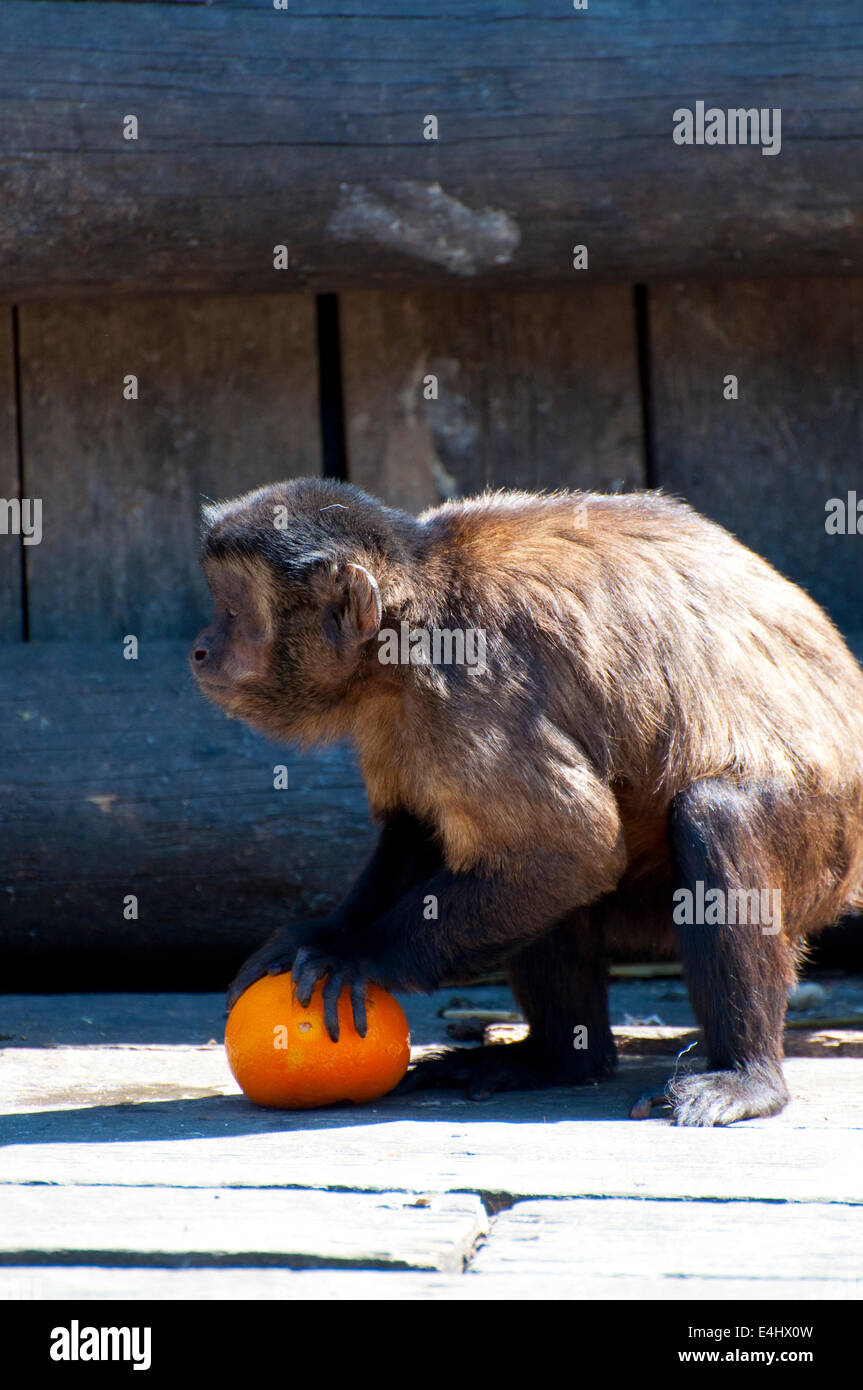 Picture of a beautiful monkey with nice skin Stock Photo - Alamy