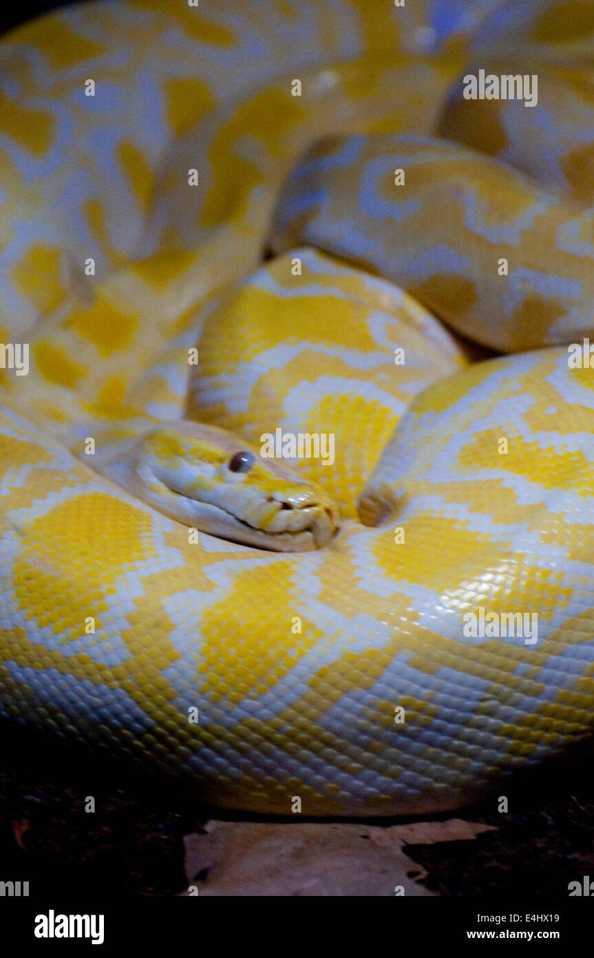 Picture of a nice python. Big snake Stock Photo - Alamy