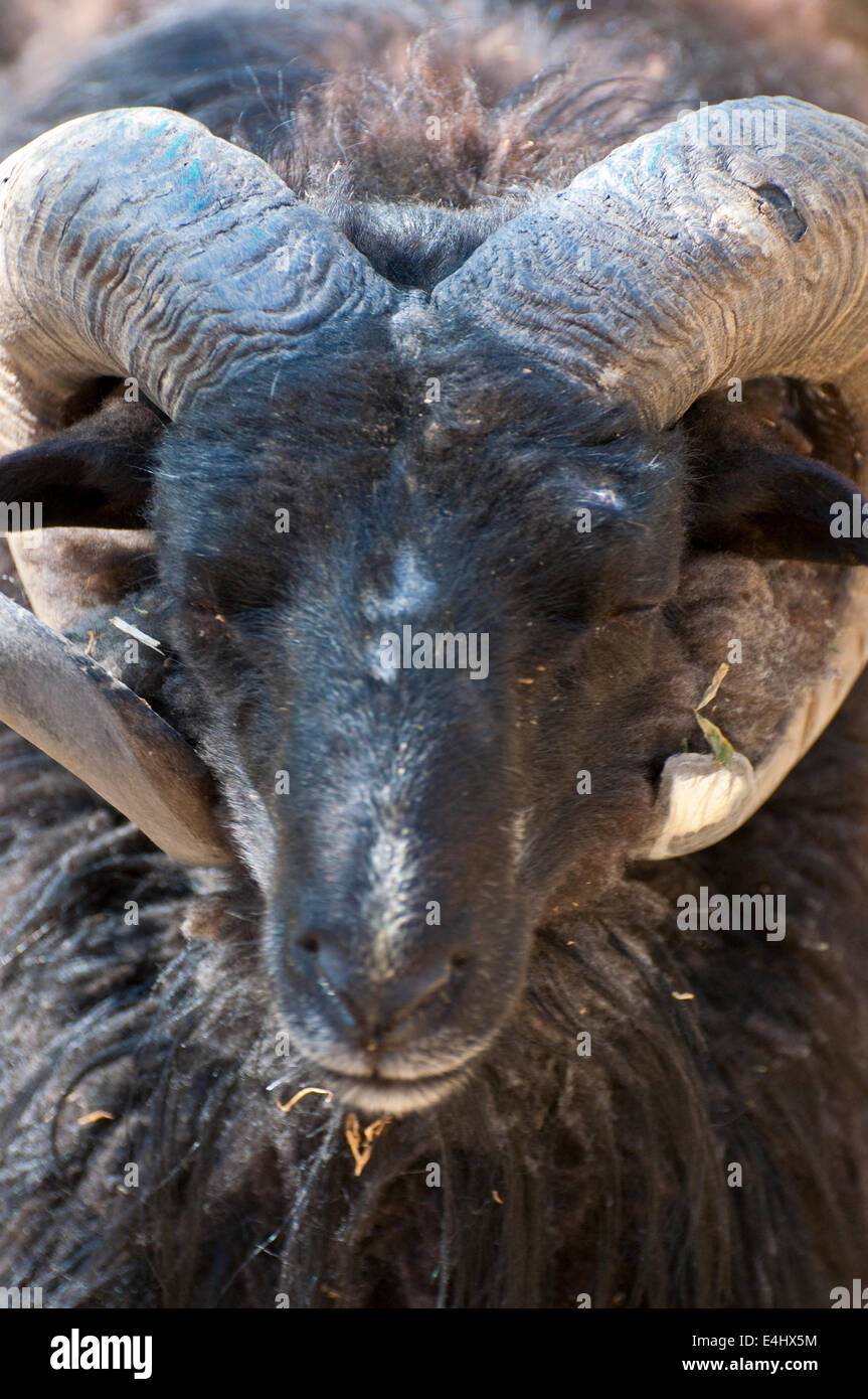 Picture of a goat with great horns Stock Photo - Alamy