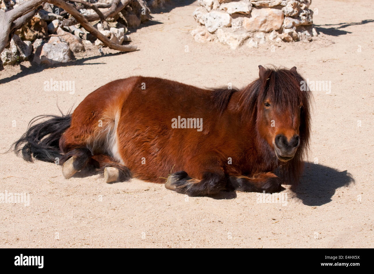 Picture of a nice poney. Brown hair Stock Photo - Alamy