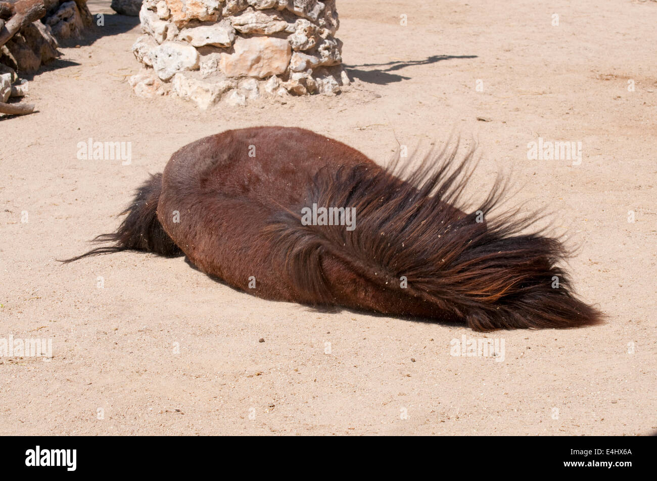 Picture of a nice poney. Brown hair Stock Photo - Alamy