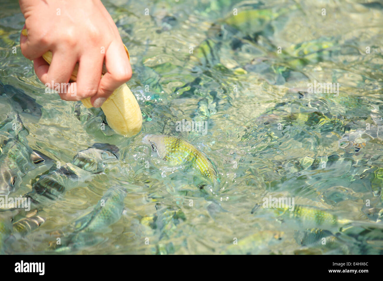 Feeding fishes hi-res stock photography and images - Alamy