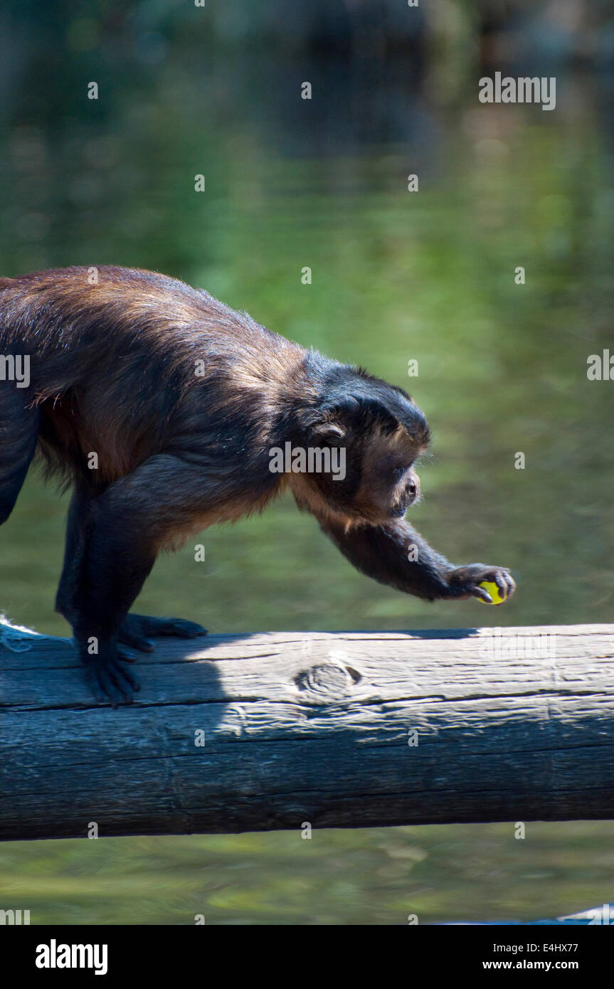 Picture of a beautiful monkey with nice skin Stock Photo - Alamy