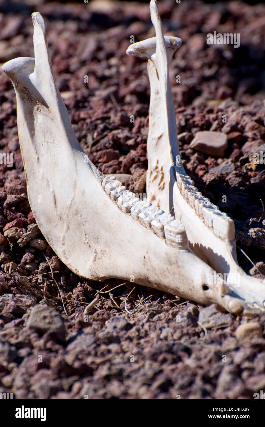 Image of a skull with nice details Stock Photo - Alamy