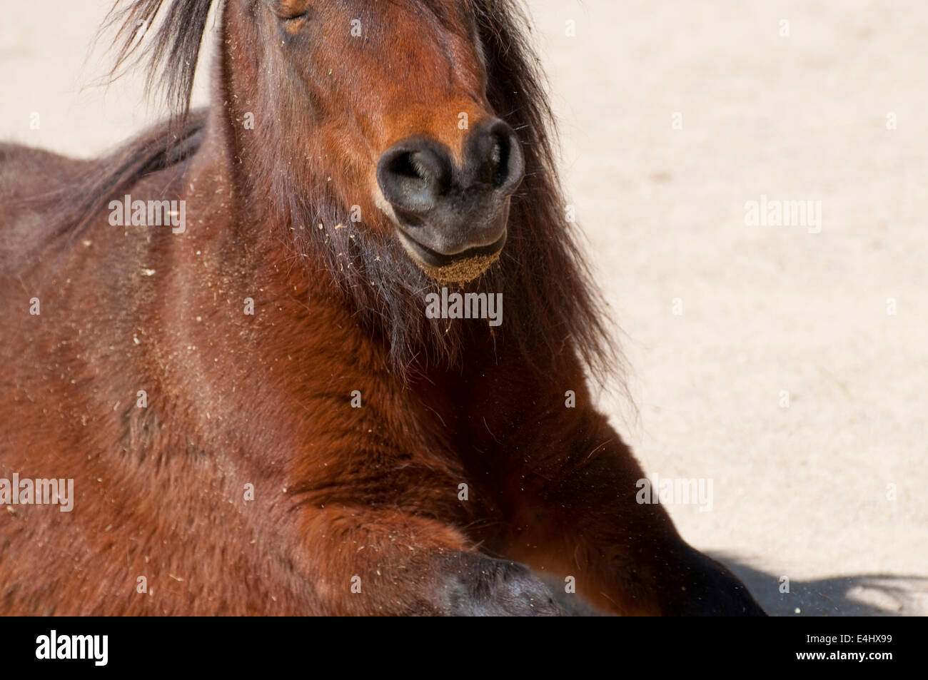 Picture of a nice poney. Brown hair Stock Photo - Alamy