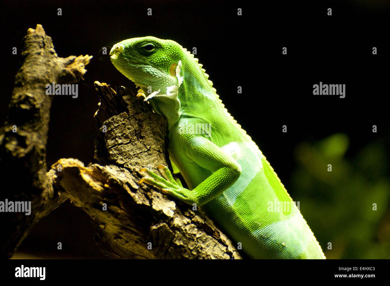 Image of a lizard with nice skin Stock Photo - Alamy
