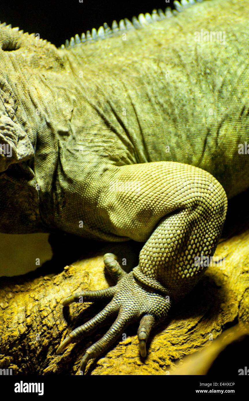 Image of a lizard with nice skin Stock Photo - Alamy