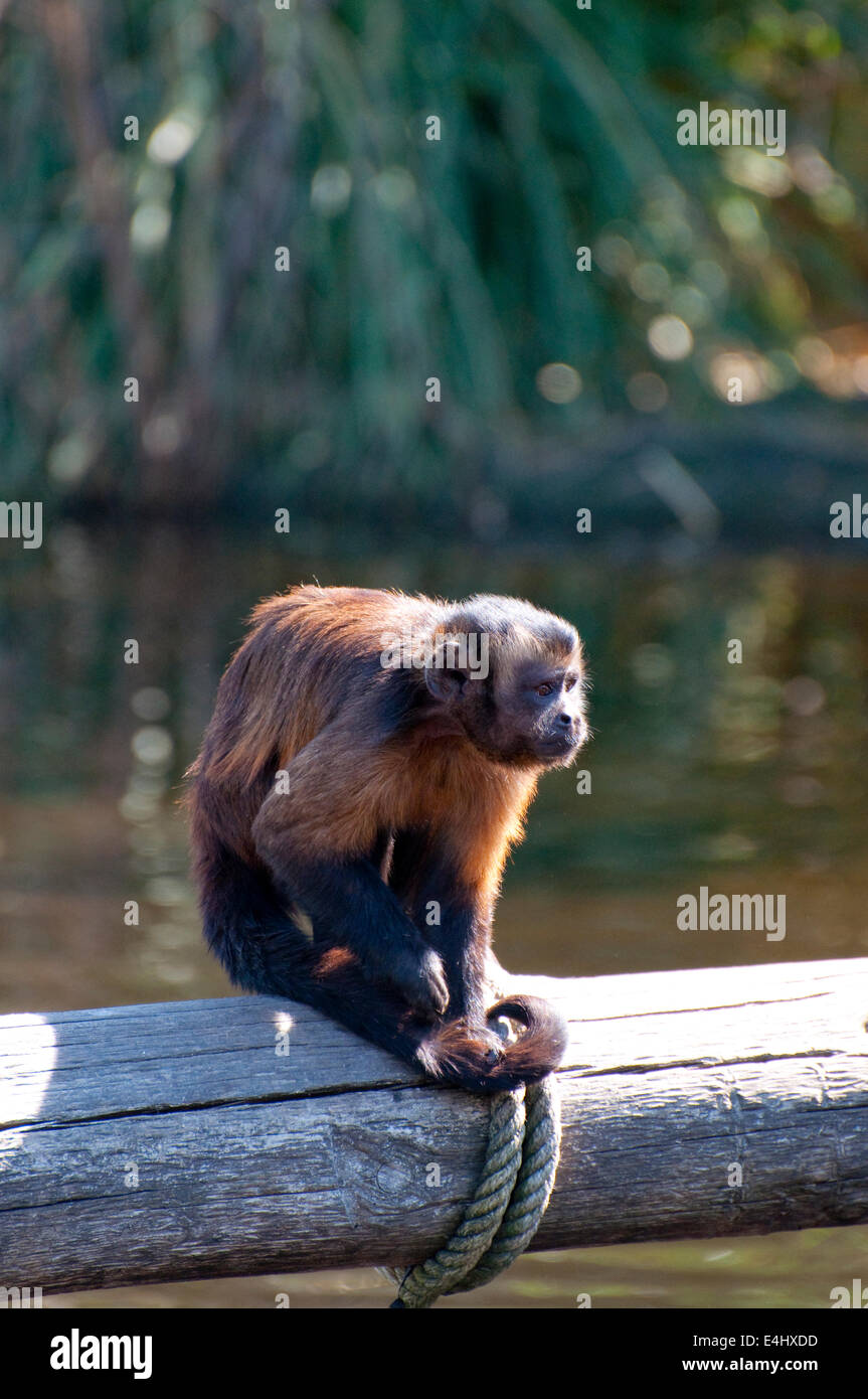 Picture of a beautiful monkey with nice skin Stock Photo - Alamy