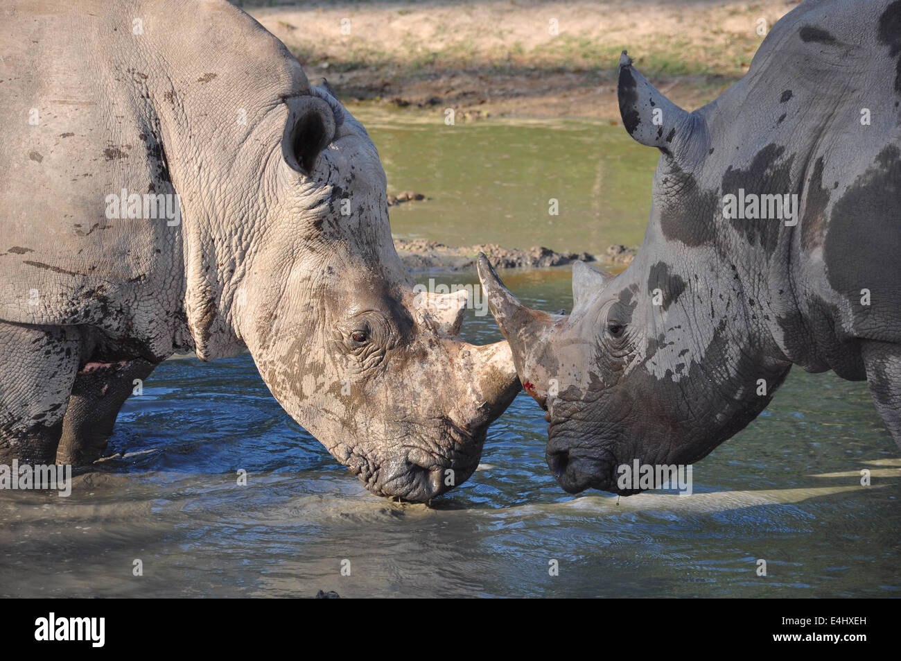 Rhinos conflict hi-res stock photography and images - Alamy