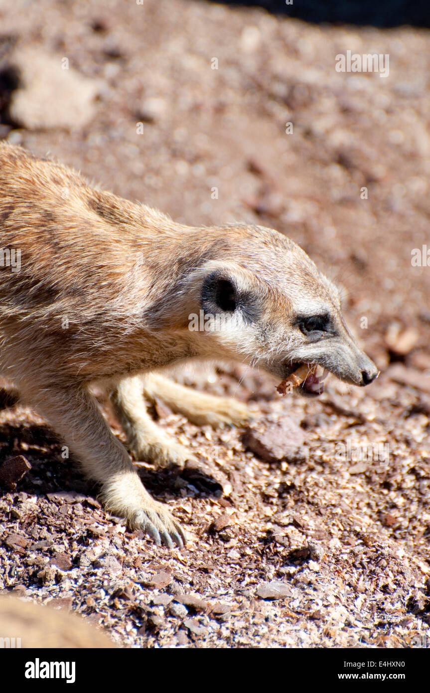 Picture of a suricatta . Nice face and skin Stock Photo - Alamy