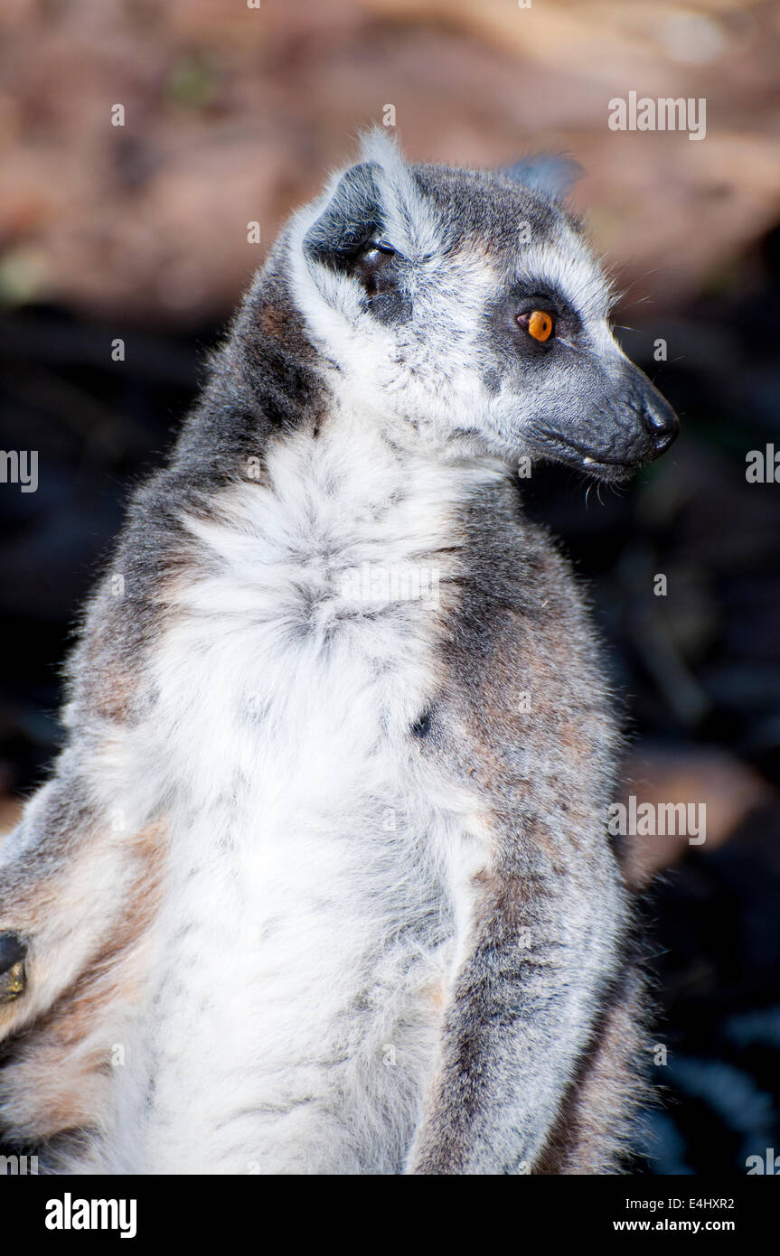 Picture of a nice lemur with beautiful eyes and skin Stock Photo - Alamy