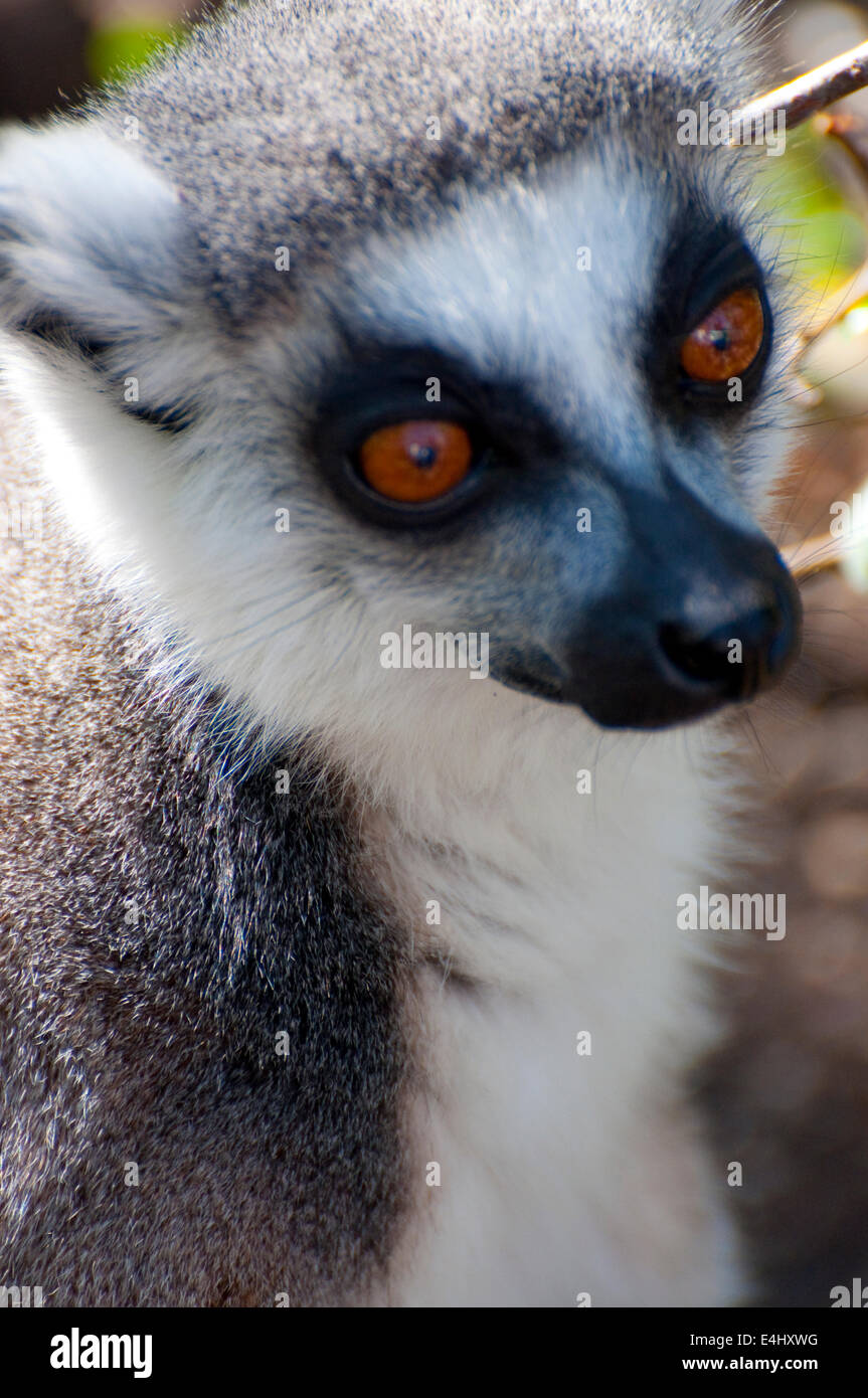 Picture of a nice lemur with beautiful eyes and skin Stock Photo - Alamy