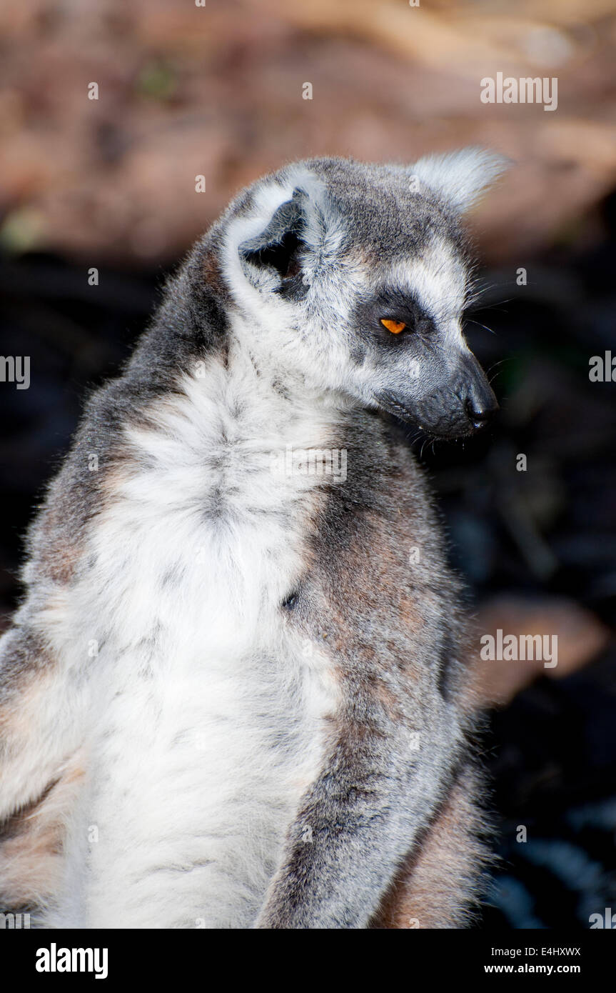 Picture of a nice lemur with beautiful eyes and skin Stock Photo - Alamy