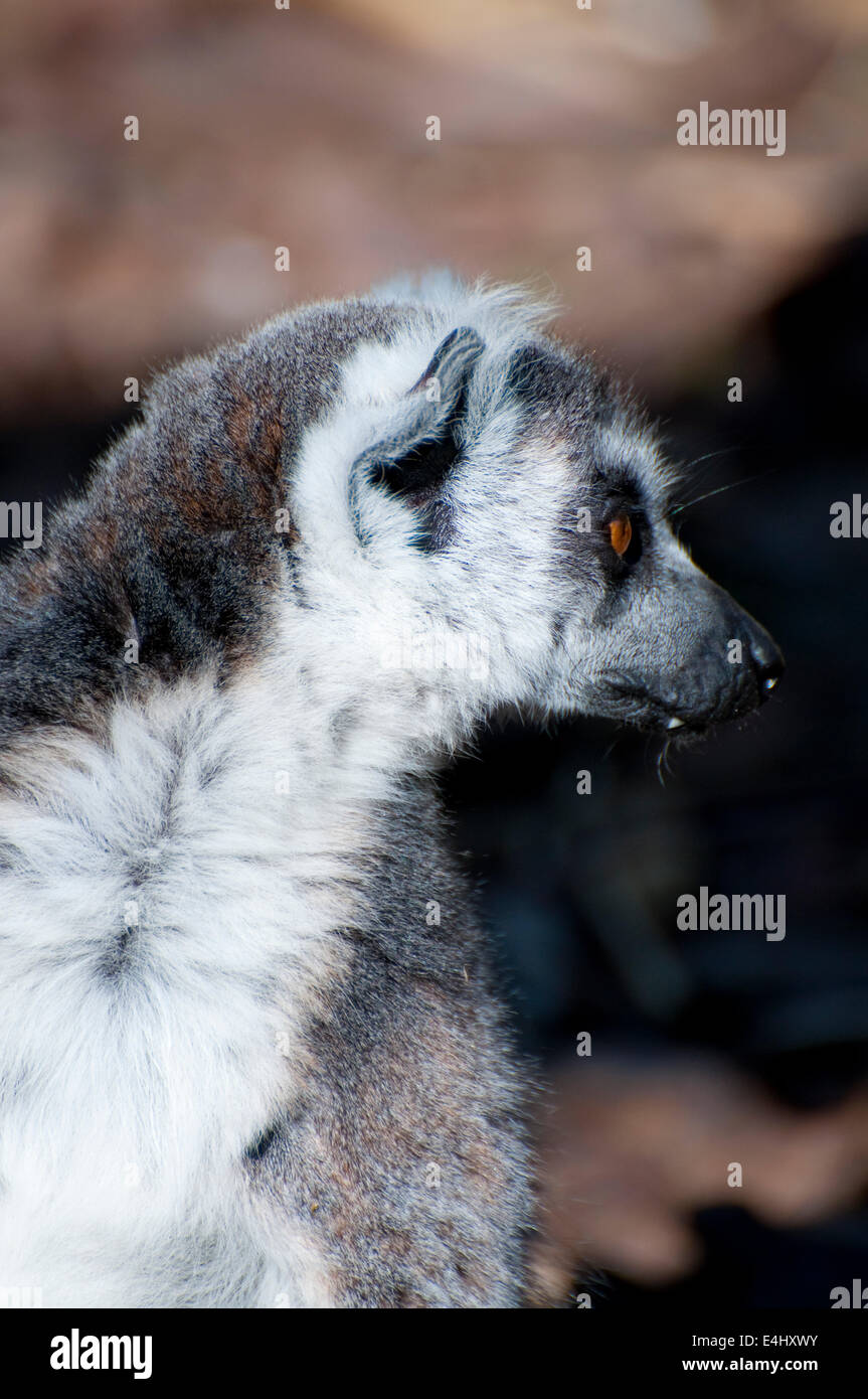 Picture of a nice lemur with beautiful eyes and skin Stock Photo - Alamy