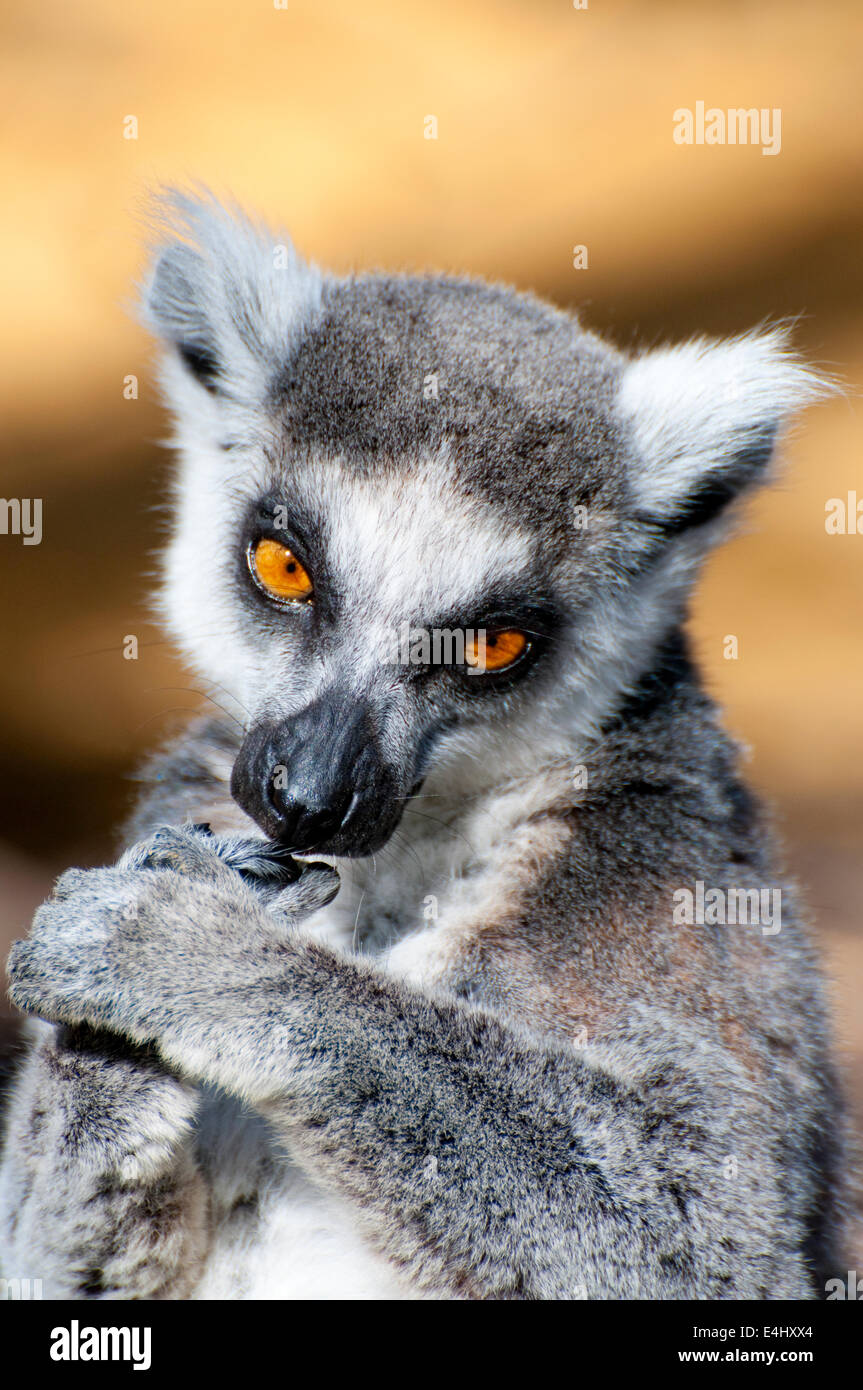 Picture of a nice lemur with beautiful eyes and skin Stock Photo - Alamy