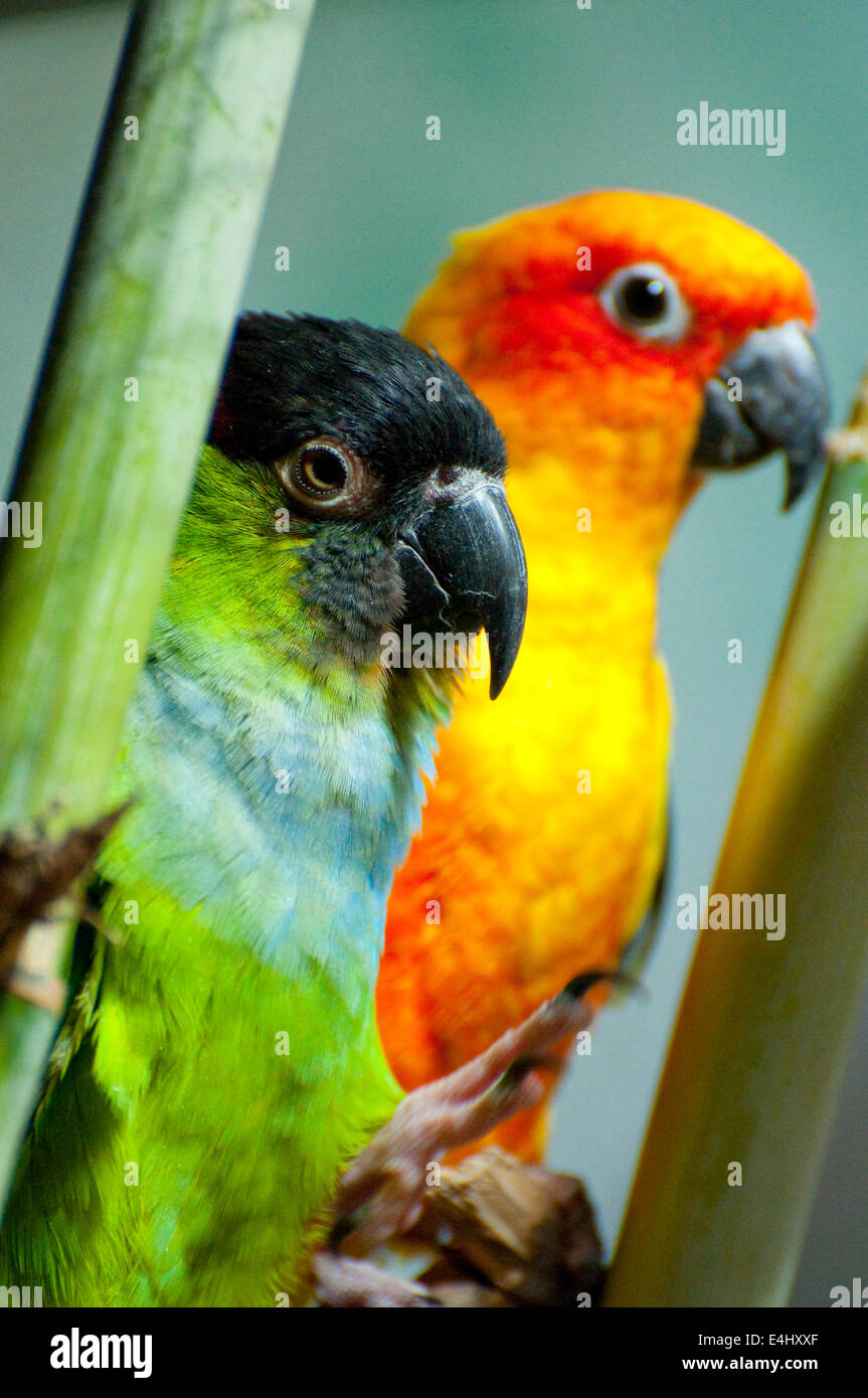 Picture of a parrot with beautiful colors Stock Photo - Alamy