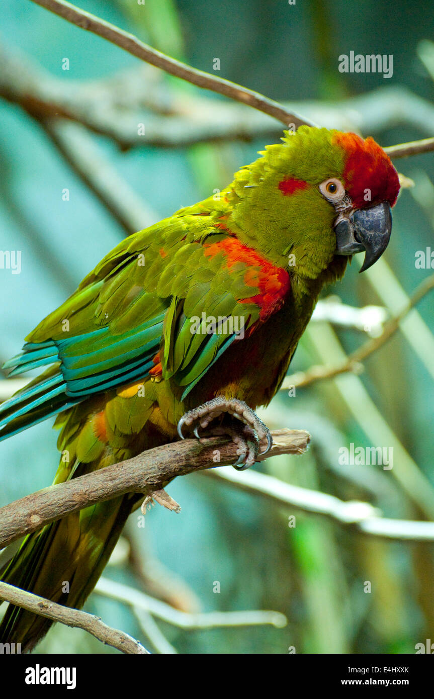 Picture of a parrot with beautiful colors Stock Photo - Alamy