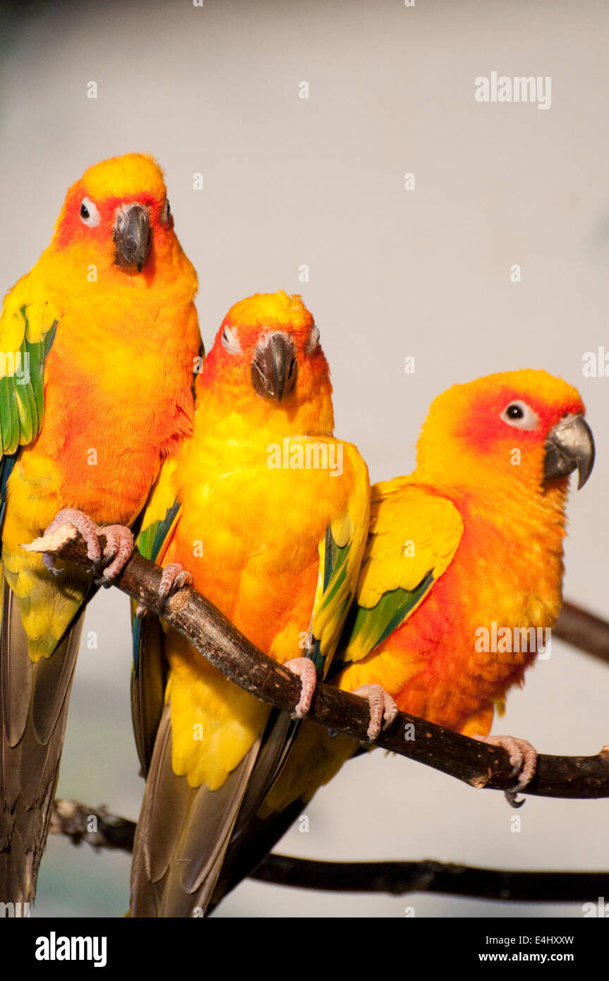 Picture of a parrot with beautiful colors Stock Photo - Alamy
