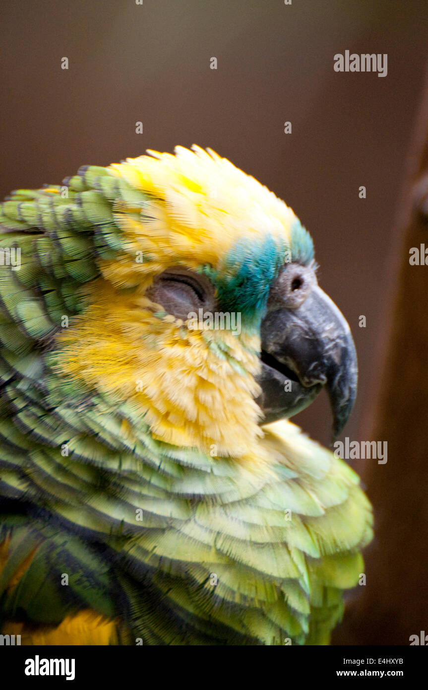 Picture of a parrot with beautiful colors Stock Photo - Alamy