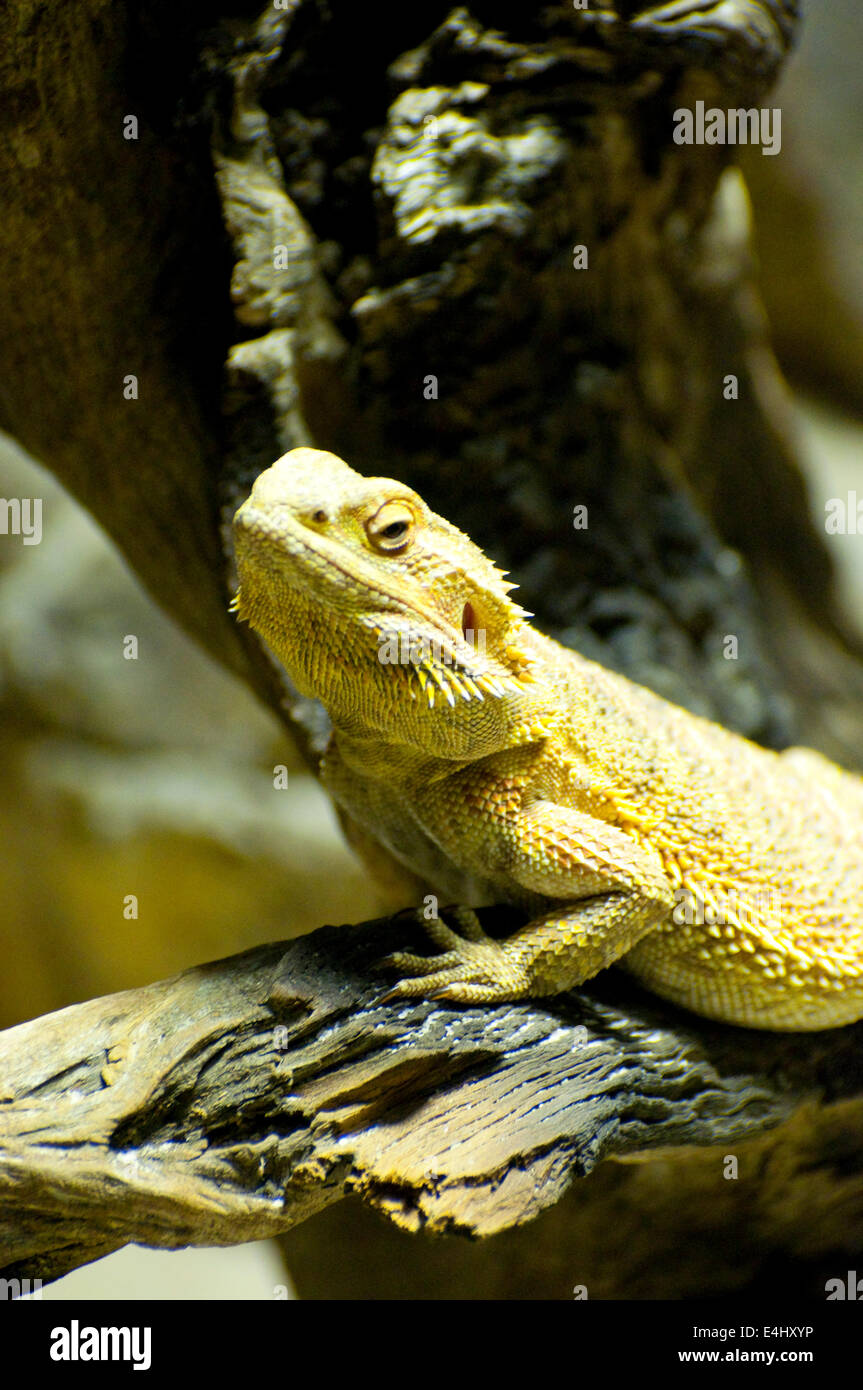 Image of a lizard with nice skin Stock Photo - Alamy