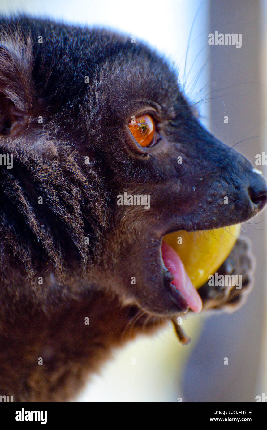 Picture of a beautiful monkey with nice skin Stock Photo - Alamy