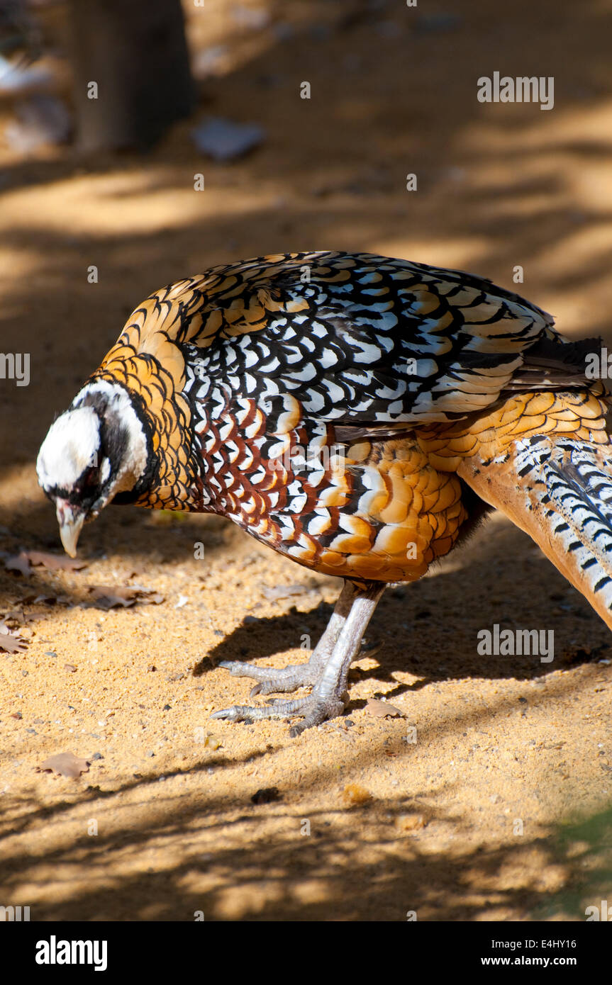Picture of a beautiful pheasant Stock Photo - Alamy
