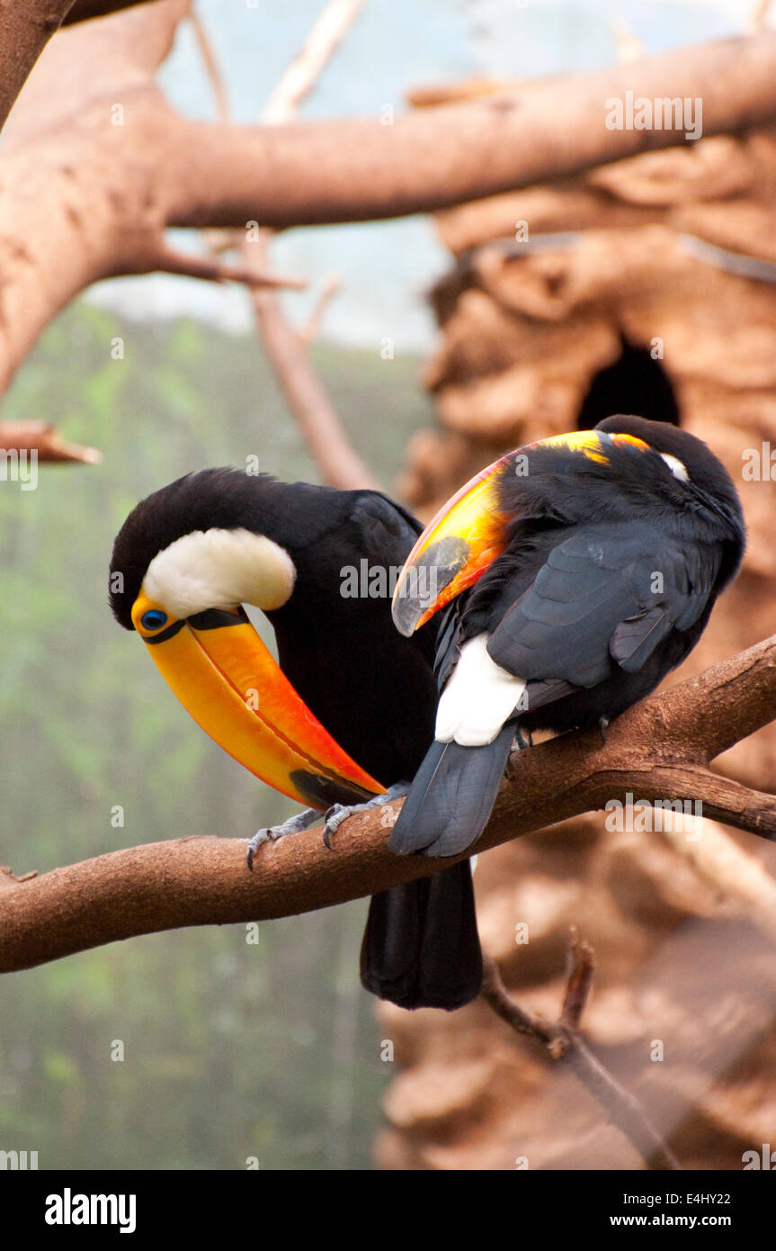 Picture of a tucan with nice colors Stock Photo - Alamy