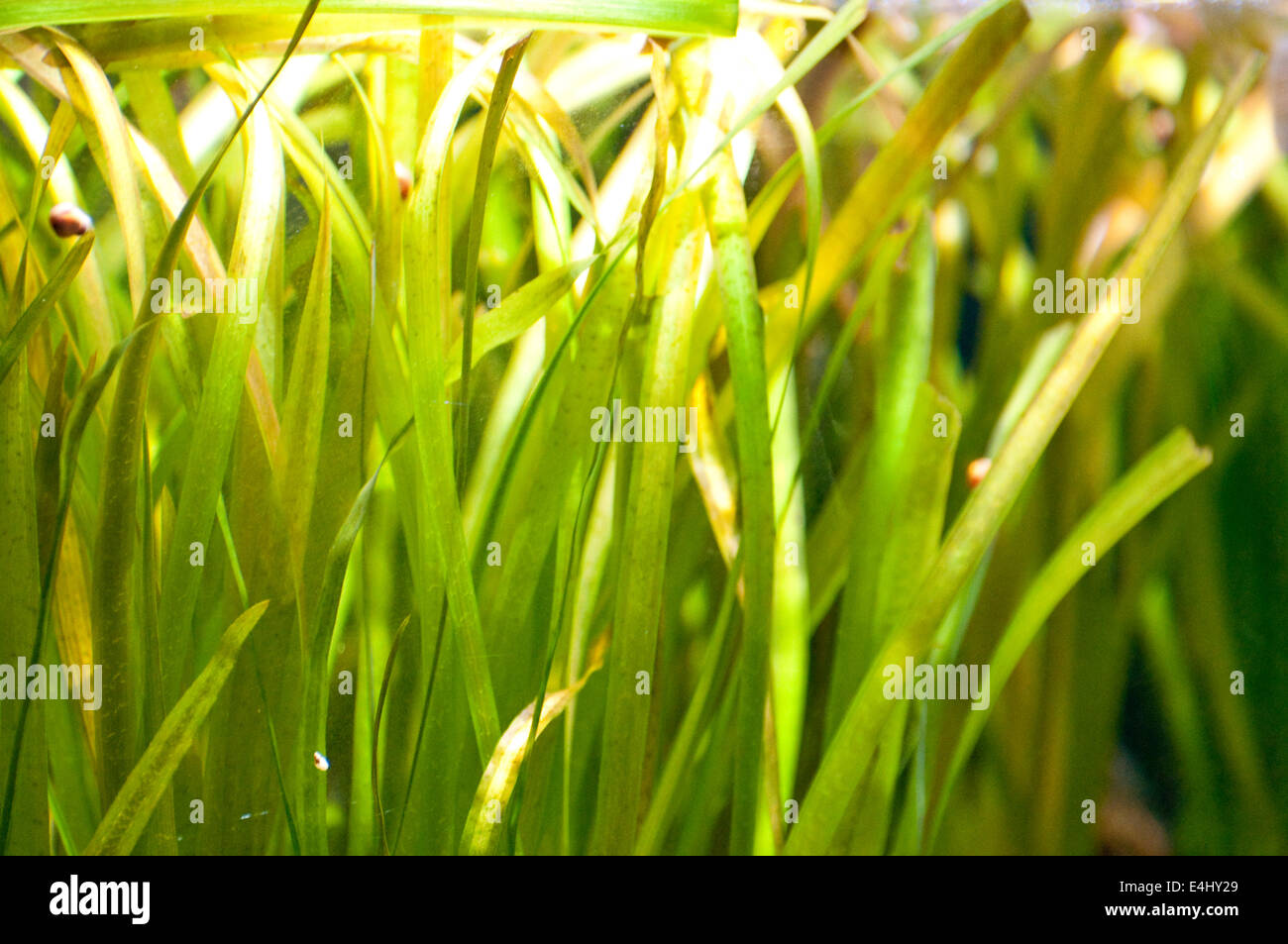 Picture of a beautiful seaweed with nice green colors Stock Photo - Alamy