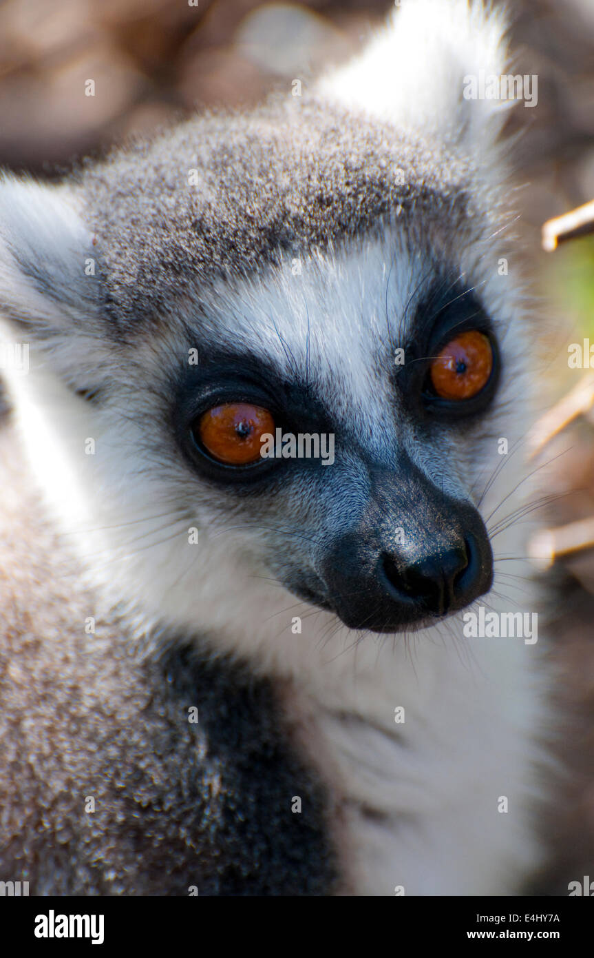 Picture of a nice lemur with beautiful eyes and skin Stock Photo - Alamy