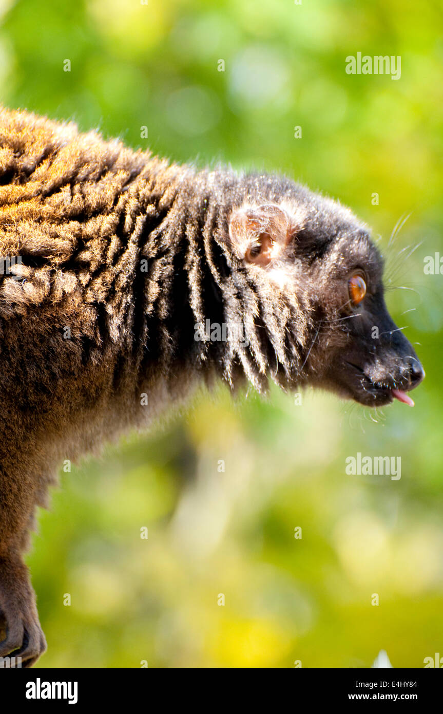 Picture of a beautiful monkey with nice skin Stock Photo - Alamy