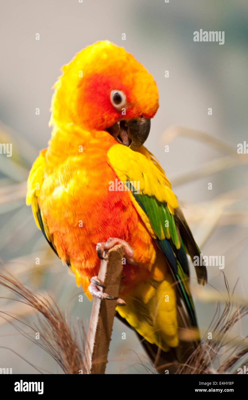 Picture of a parrot with beautiful colors Stock Photo - Alamy