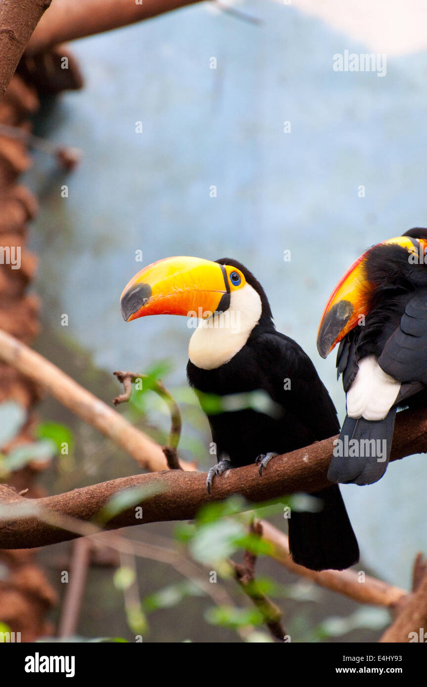 Picture of a tucan with nice colors Stock Photo - Alamy