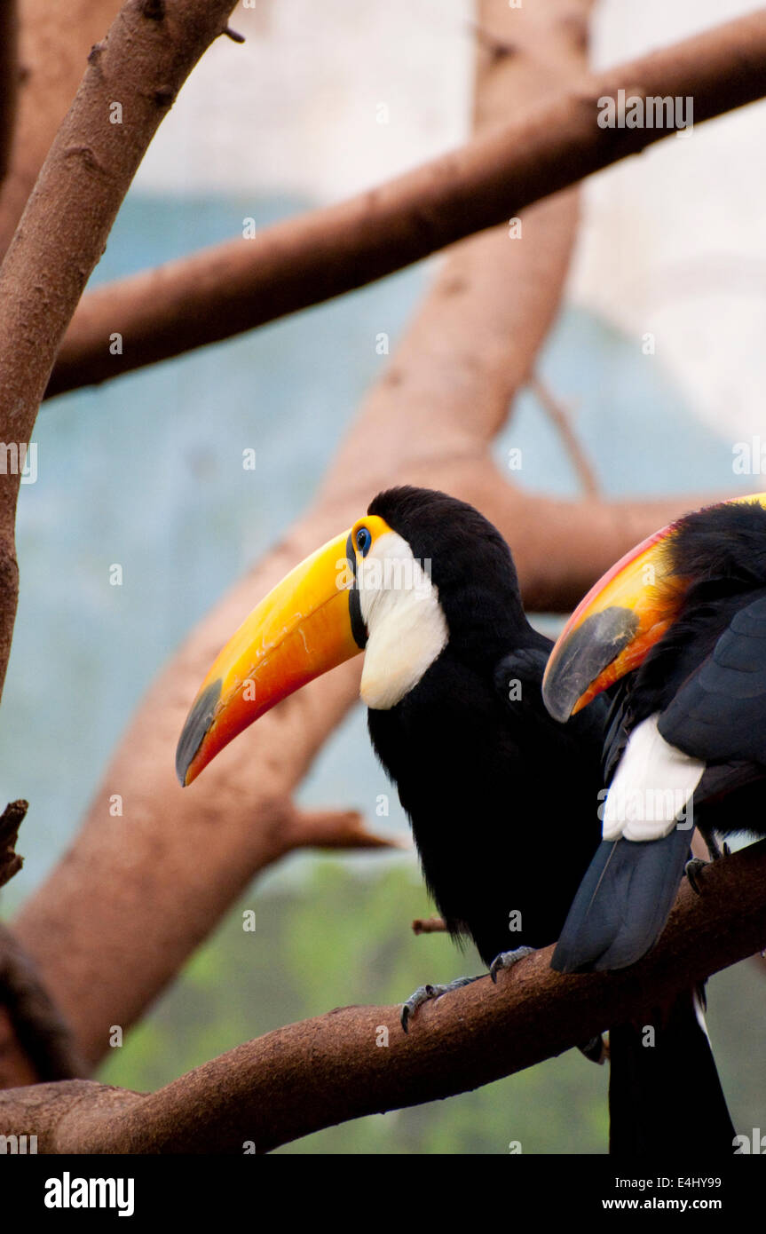 Picture of a tucan with nice colors Stock Photo - Alamy